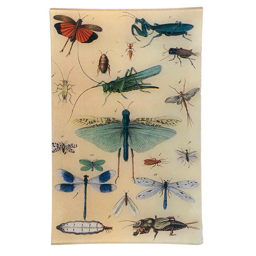 Insect Wall Tray – Paper Trail Rhinebeck